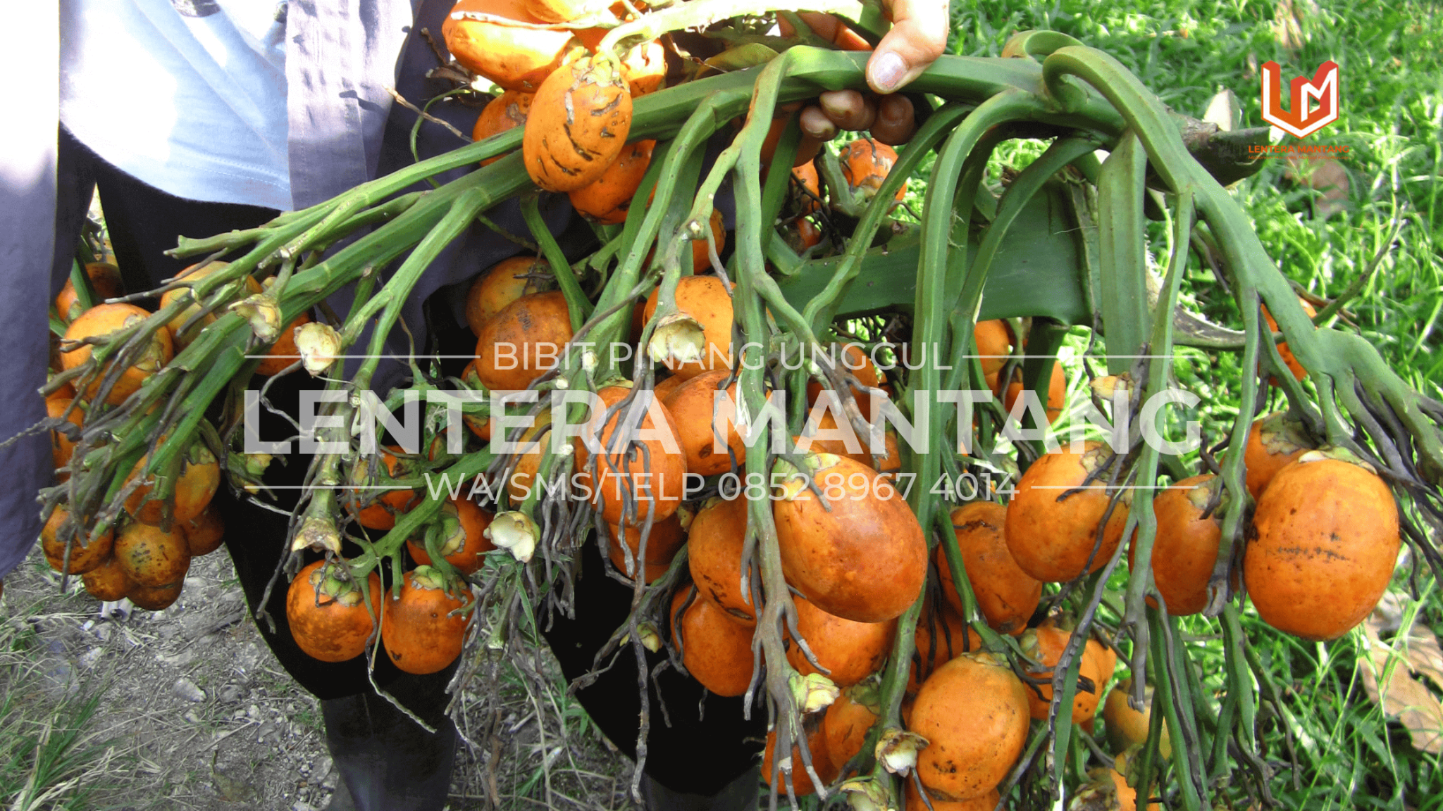 7 JENIS PINANG UNGGUL UNTUK BUDIDAYA DI INDONESIA : PANDUAN LENGKAP ...