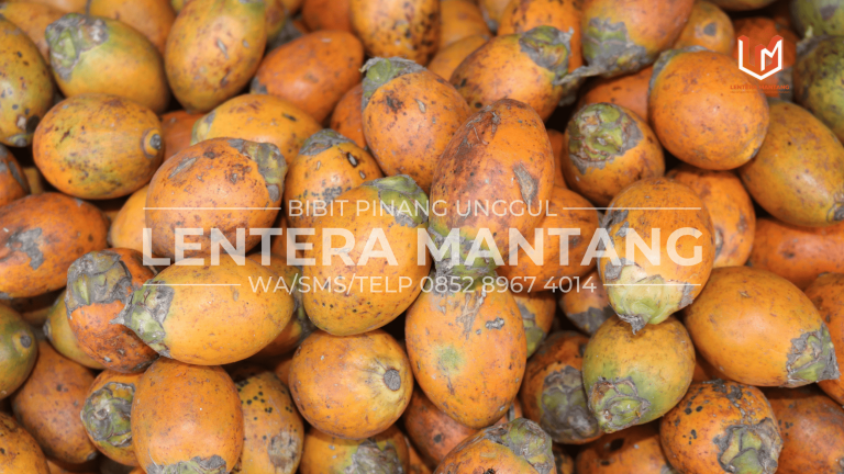 7 JENIS PINANG UNGGUL UNTUK BUDIDAYA DI INDONESIA : PANDUAN LENGKAP ...