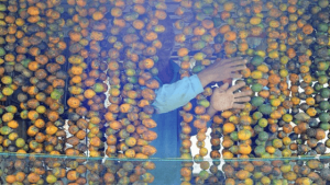 KETAHUI 2 PROSES PENGOLAHAN PINANG YANG DICARI BANYAK NEGARA LAIN DAN ...