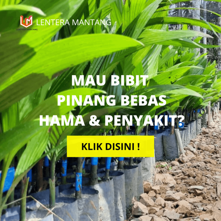 ANALISA BUDIDAYA PINANG BETARA, HASIL PANEN SAMPAI 10 JUTA PER BULAN ...