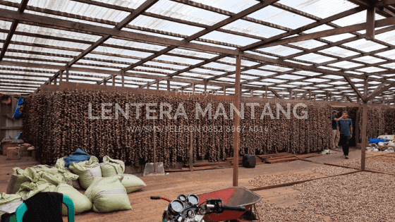 YUK KENALI DAN PELAJARI TENTANG 4 POTENSI BUDIDAYA PINANG YANG ...