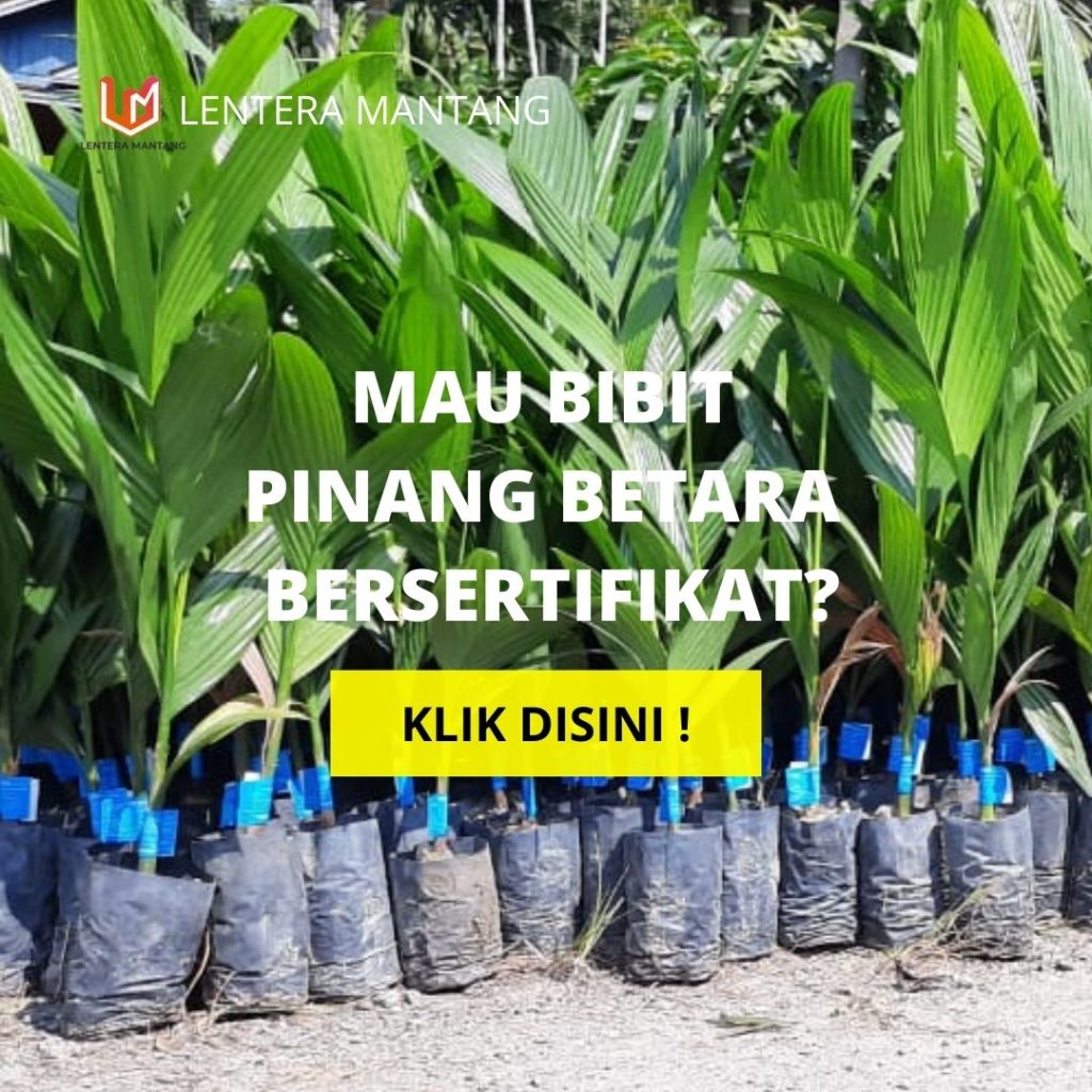 PINANG BETARA, PELOPOR VARIETAS PINANG UNGGUL DI INDONESIA - Lentera ...