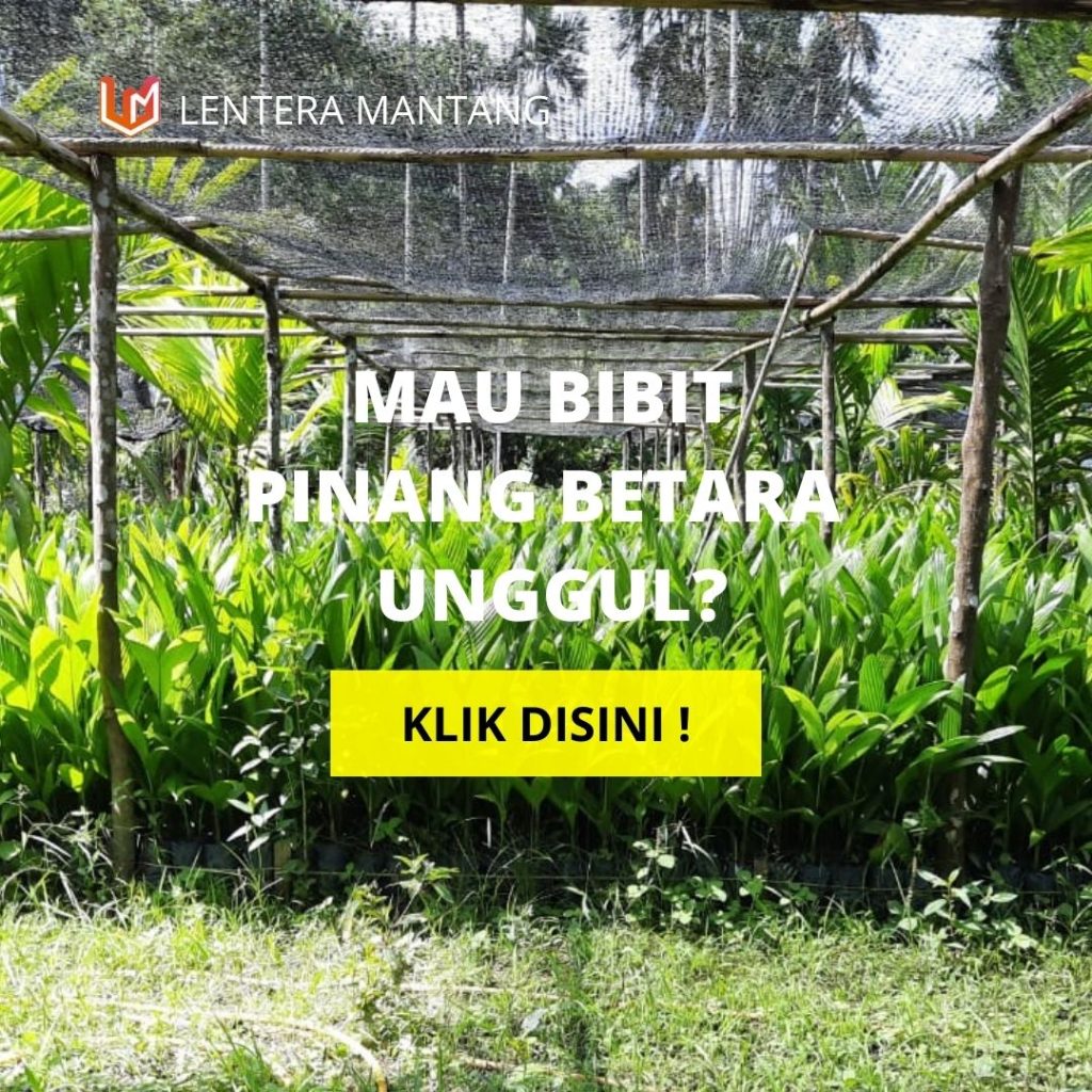 7 JENIS PINANG UNGGUL UNTUK BUDIDAYA DI INDONESIA : PANDUAN LENGKAP ...
