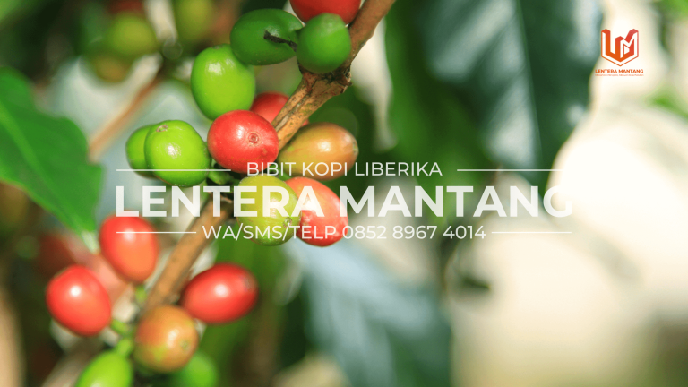 IKUTI 6 PANDUAN MENANAM KOPI LIBERIKA UNTUK PETANI PEMULA - Lentera ...