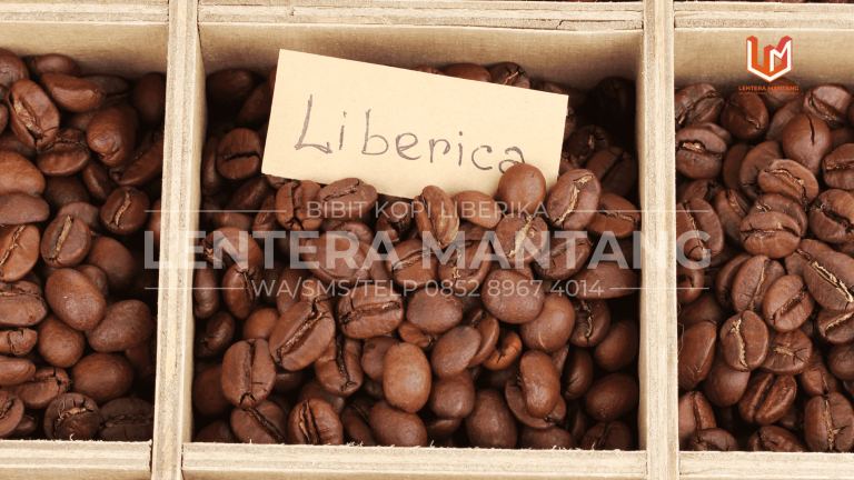 KARAKTERISTIK TANAMAN KOPI LIBERIKA DIBANDING VARIETAS KOPI LAINNYA ...