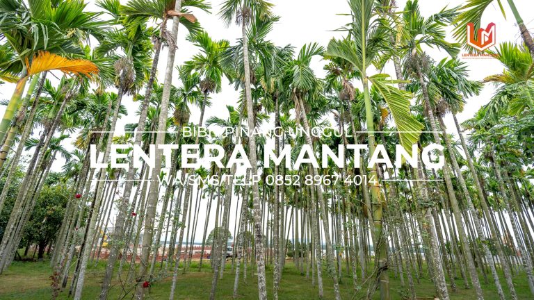 ANALISIS KEUNTUNGAN BUDIDAYA PINANG: PELUANG INVESTASI JANGKA PANJANG ...