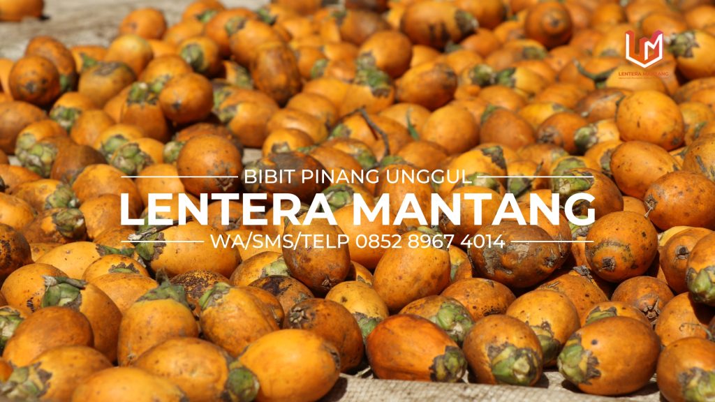 ANALISIS KEUNTUNGAN BUDIDAYA PINANG: PELUANG INVESTASI JANGKA PANJANG ...