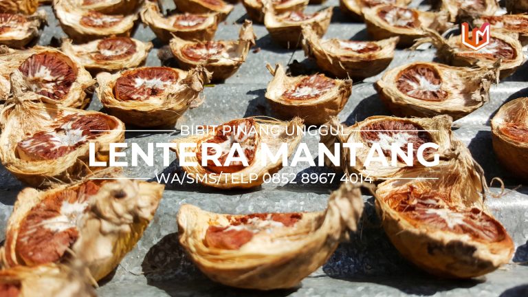 ANALISIS KEUNTUNGAN BUDIDAYA PINANG: PELUANG INVESTASI JANGKA PANJANG ...