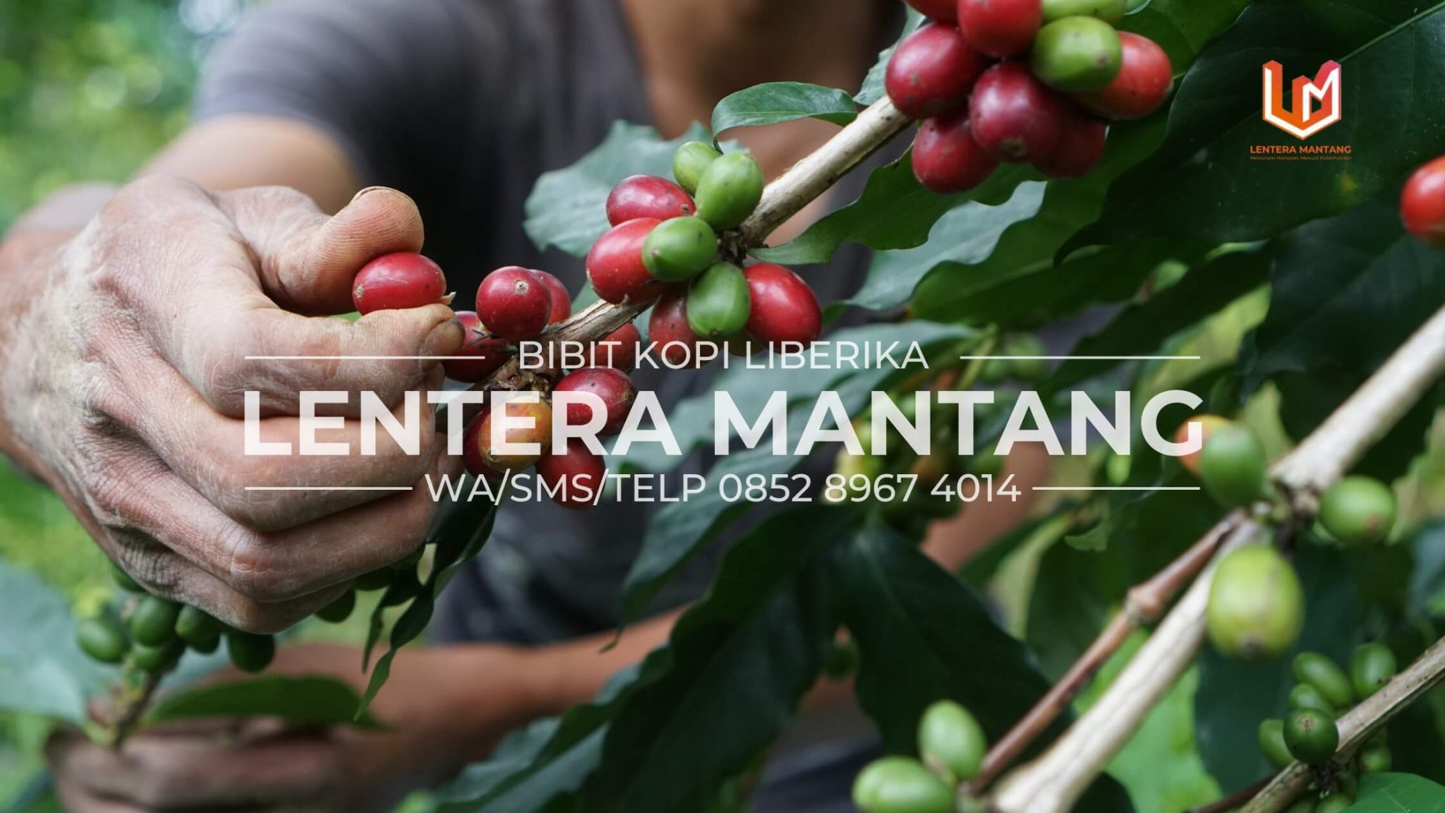 5 PANDUAN LENGKAP BUDIDAYA KOPI LIBERIKA UNTUK PEMULA - Lentera Mantang ...