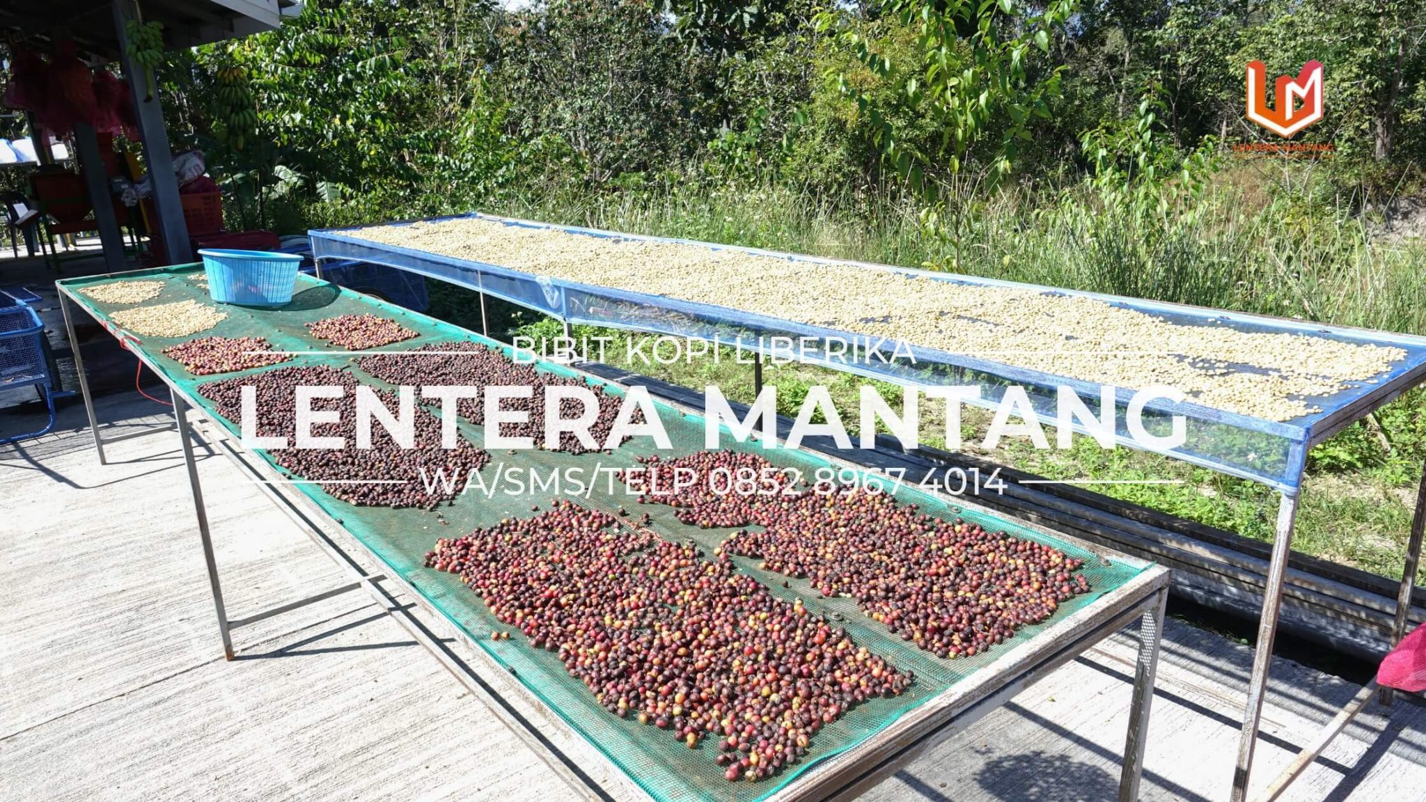 5 PANDUAN LENGKAP BUDIDAYA KOPI LIBERIKA UNTUK PEMULA - Lentera Mantang ...