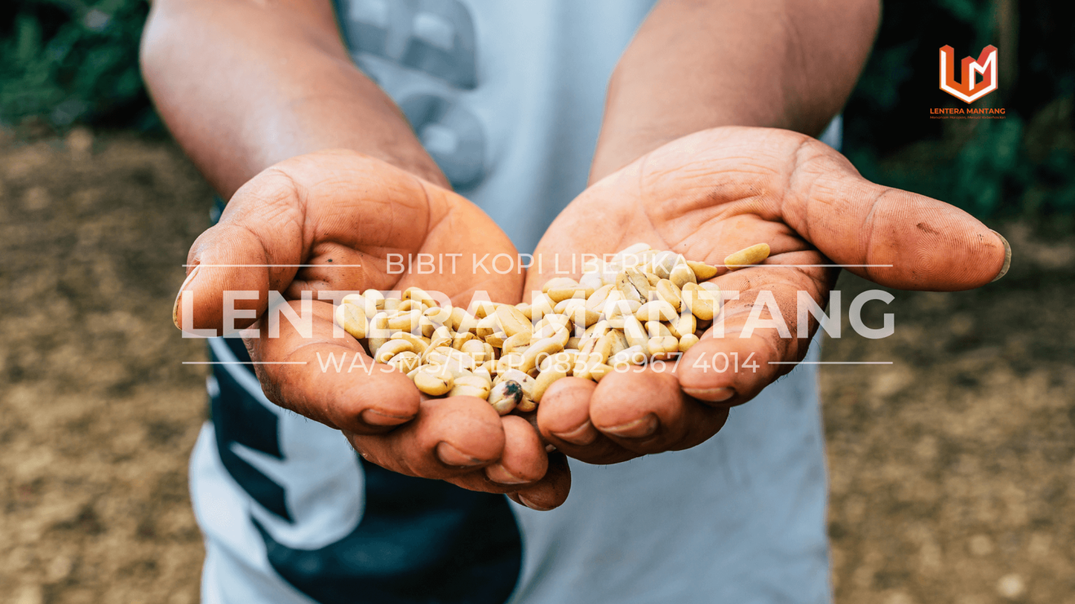 5 PANDUAN LENGKAP BUDIDAYA KOPI LIBERIKA UNTUK PEMULA - Lentera Mantang ...