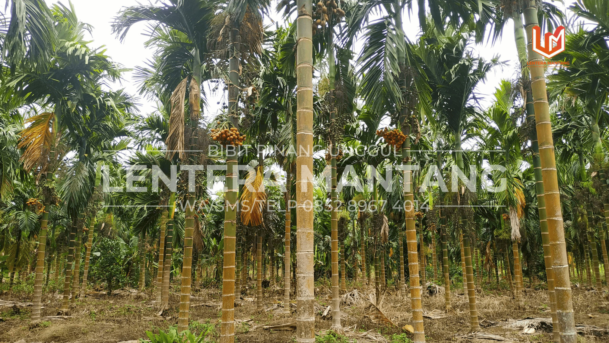 Home - Lentera Mantang | Supplier Bibit Pinang Unggul Betara